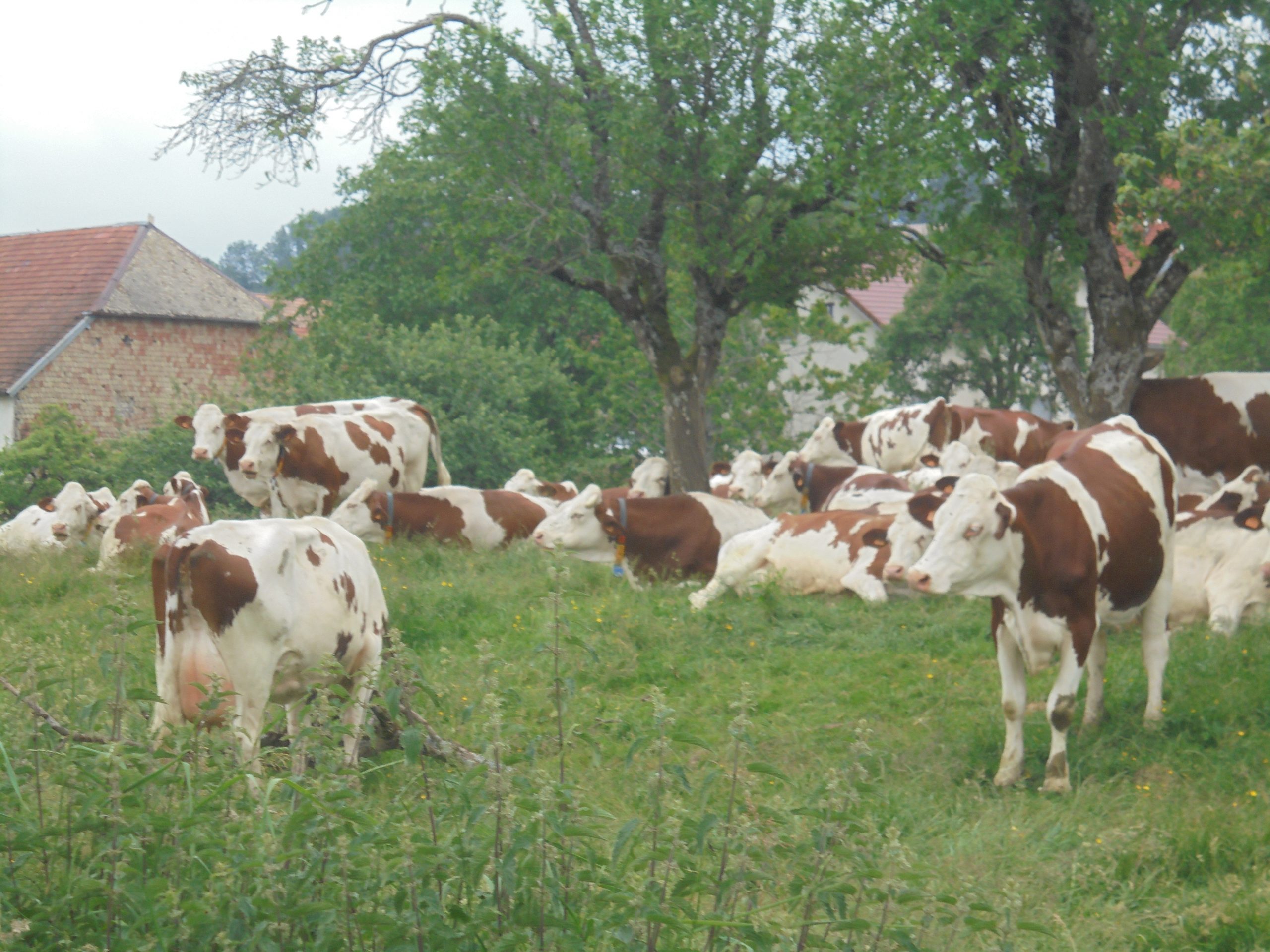 A Visit to France | Majestic Crossing Dairy - Sustainable Wisconsin ...