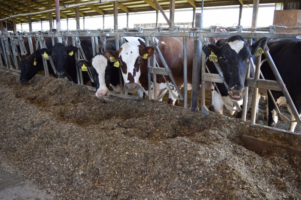 What do cows eat? | Majestic Crossing Dairy - Sustainable Wisconsin ...