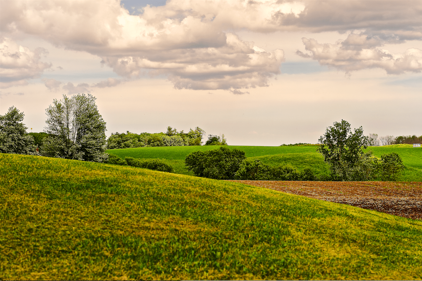 Summer Heat | Majestic Crossing Dairy - Sustainable Wisconsin Dairy Farmers
