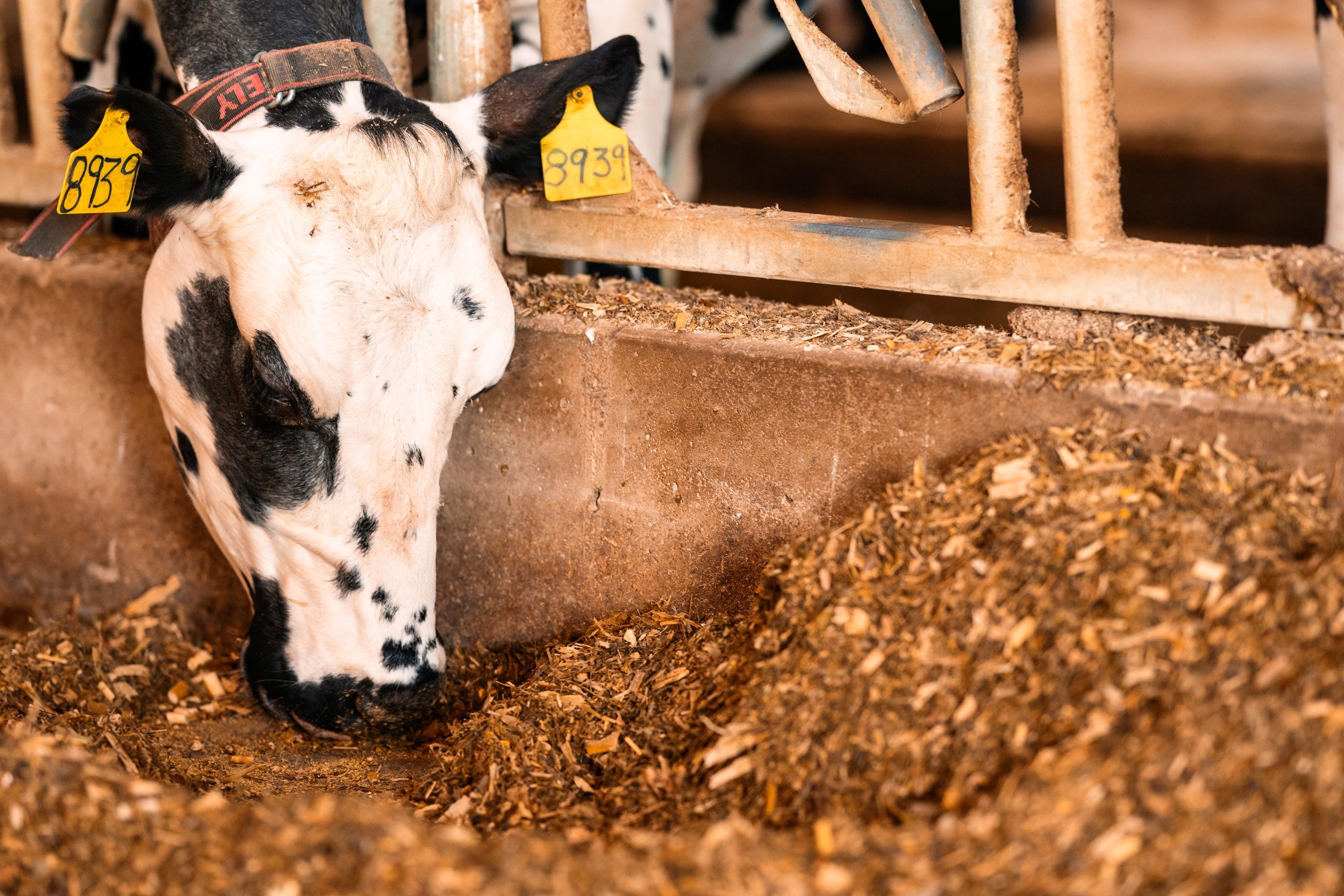 What is TMR? | Majestic Crossing Dairy - Sustainable Wisconsin Dairy ...