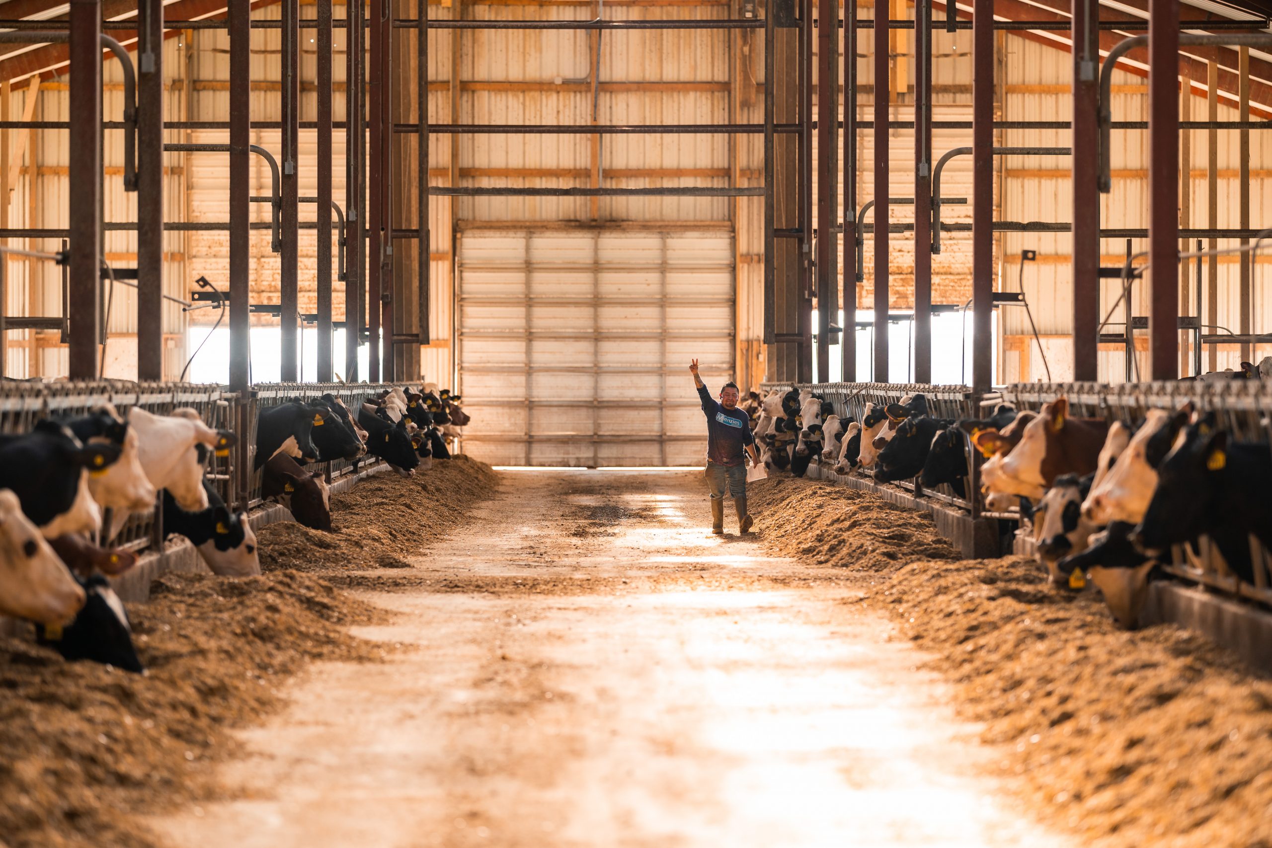 Celebrating June Dairy Month | Majestic Crossing Dairy - Sustainable ...
