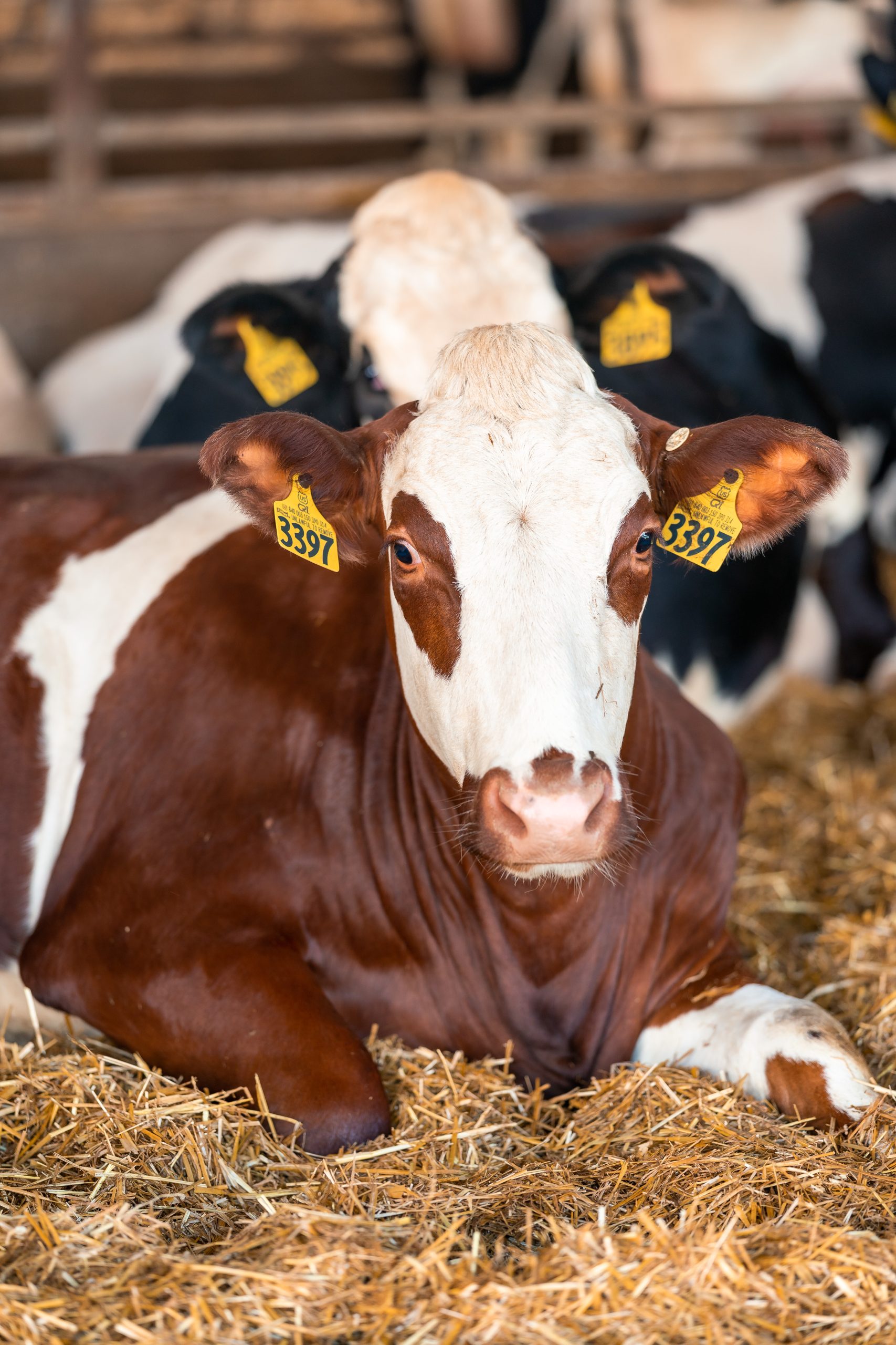 Cows Of A Different Color | Majestic Crossing Dairy - Sustainable ...